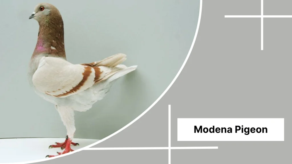 40 Amazing Types of Pigeons: Identification with Pictures