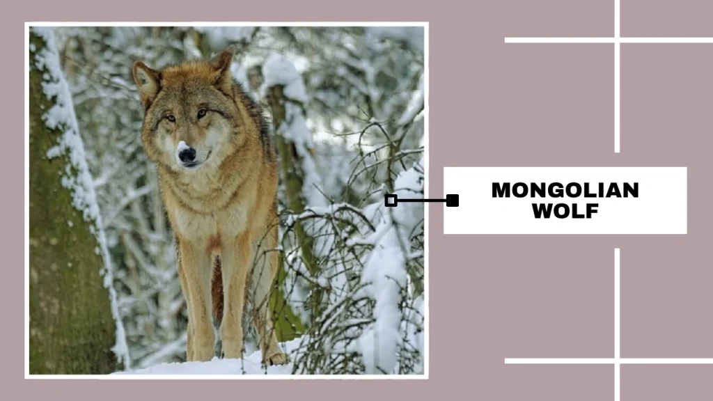 25 Types of Wolves: Species Identification with Pictures