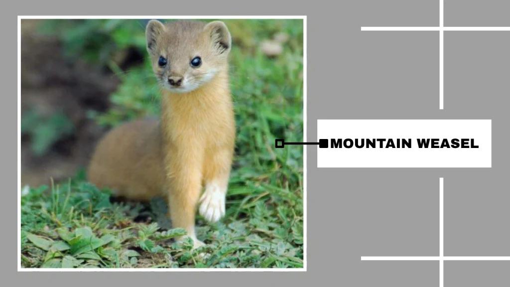 17 Types of Weasels: Species Identification with Pictures