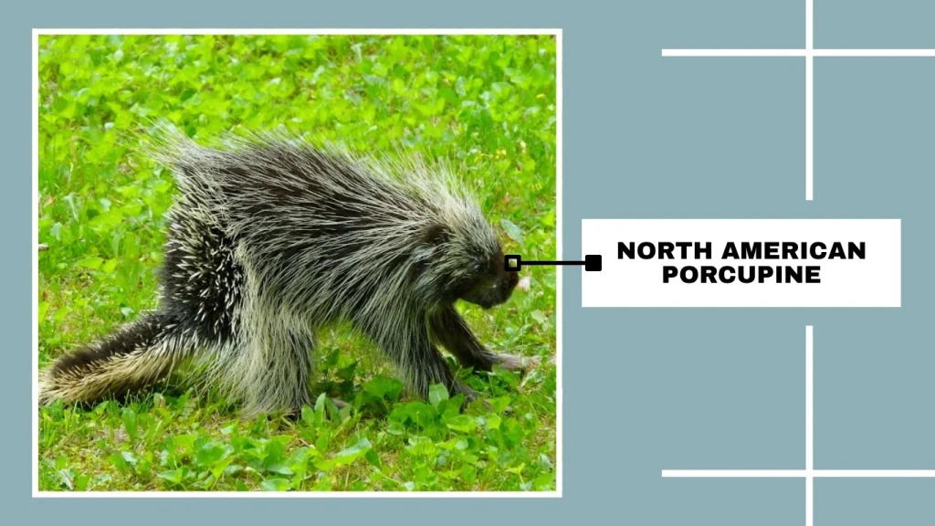 25 Types of Porcupines: Species Identification with Pictures