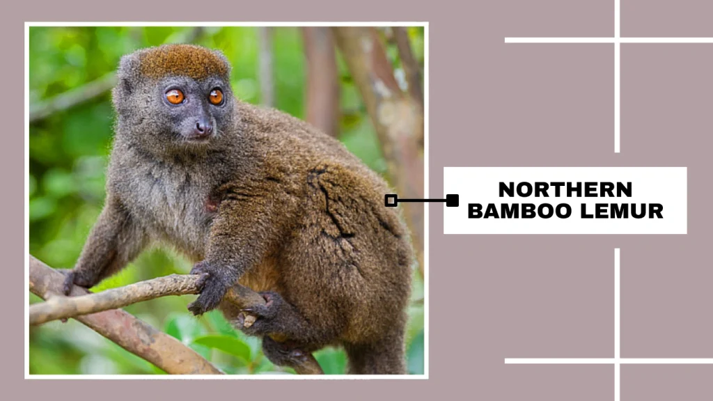 25 Types of Lemurs: Unique Species Identification with Pictures