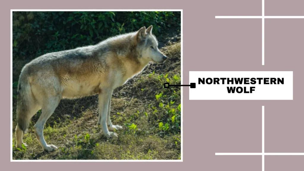 25 Types of Wolves: Species Identification with Pictures