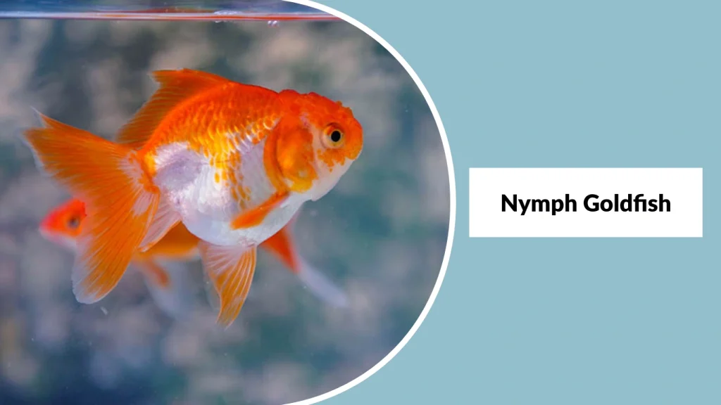 27 type of Goldfish: Identification with Pictures