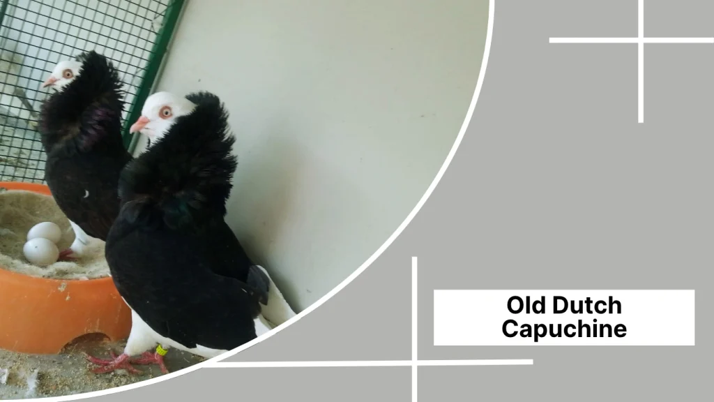 40 Amazing Types of Pigeons: Identification with Pictures