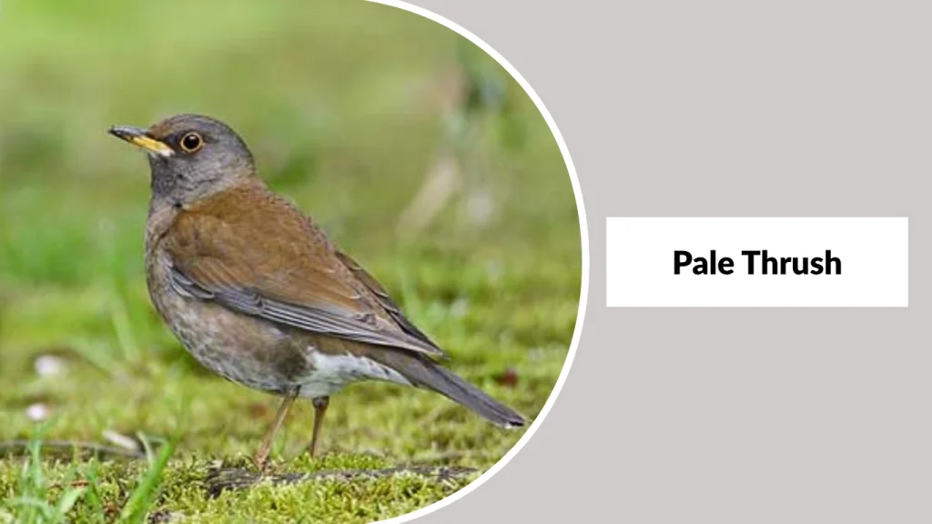 25 Common Thrush Species: Identificaton with Pictures