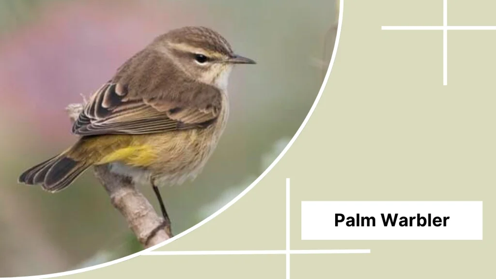 25 Types of Warbler Birds: Identification with Pictures