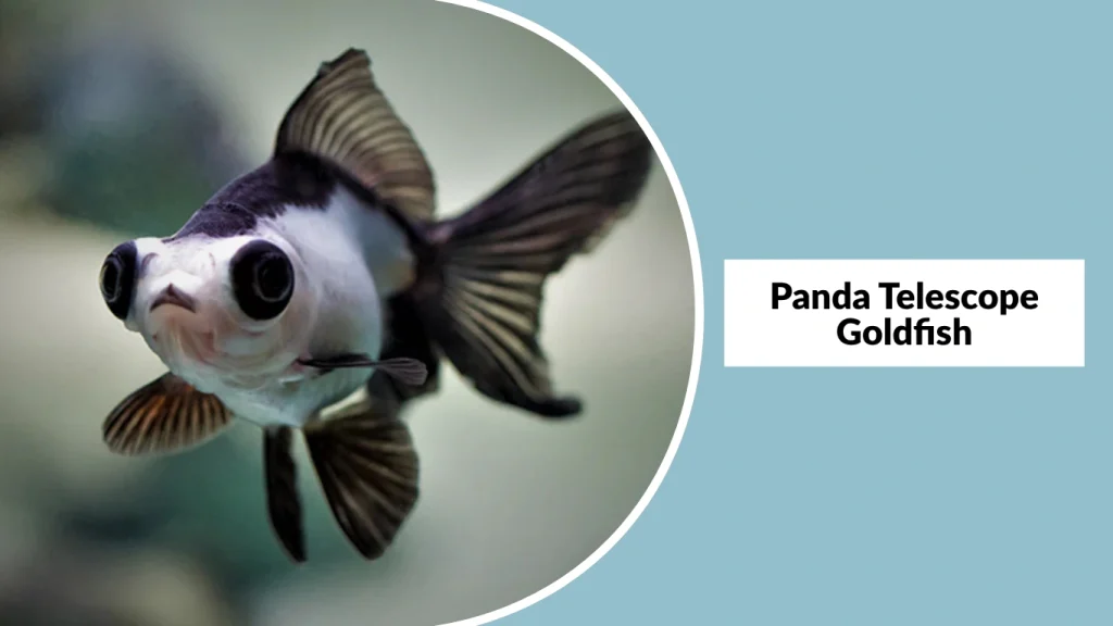 27 type of Goldfish: Identification with Pictures