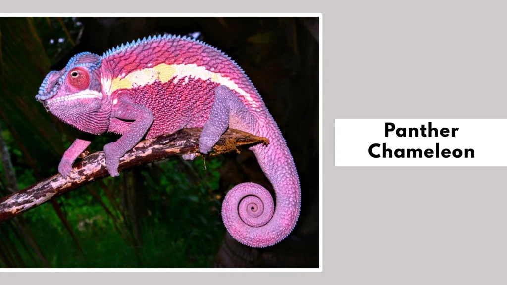 31 common types of lizards: Identification with Pictures