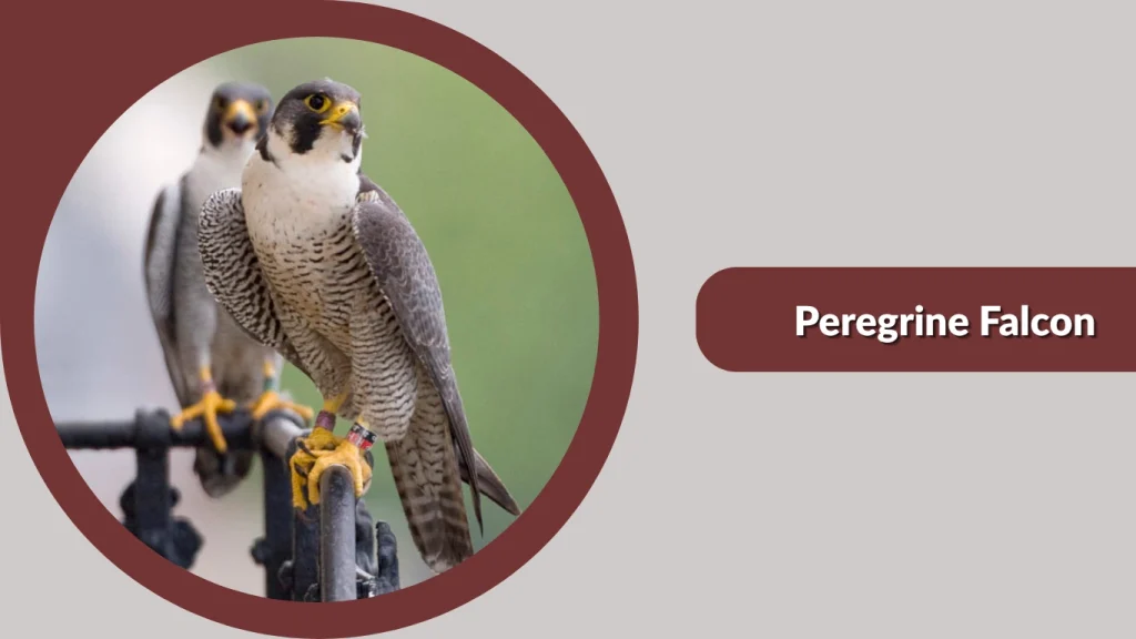 20 Types of Falcons: Identification by Speed, Markings & Region