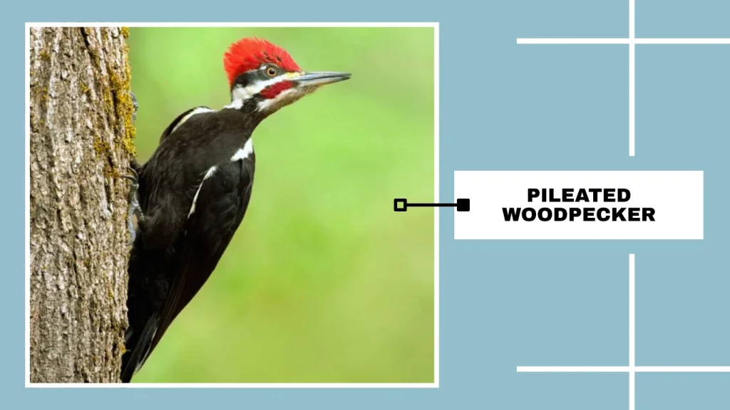 30 Types of Woodpeckers: Identification by Color & Pictures