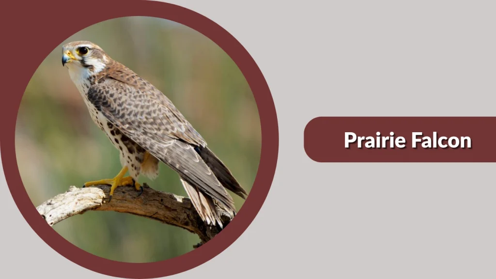 20 Types of Falcons: Identification by Speed, Markings & Region