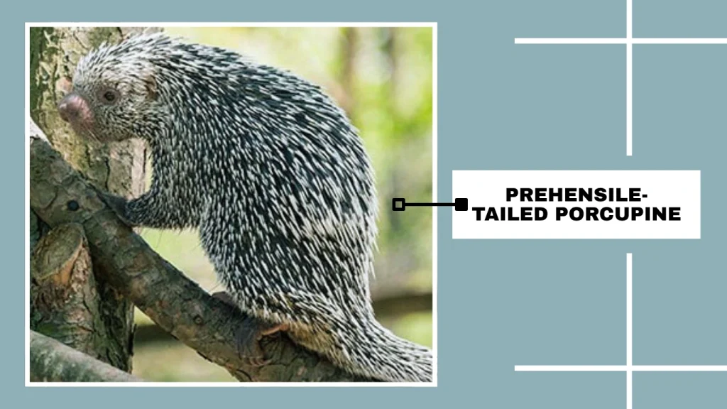 25 Types of Porcupines: Species Identification with Pictures