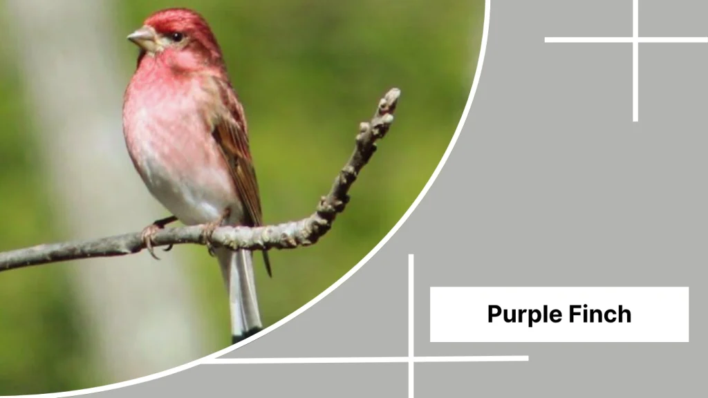 30 Types of Finch: Species Identification with Pictures