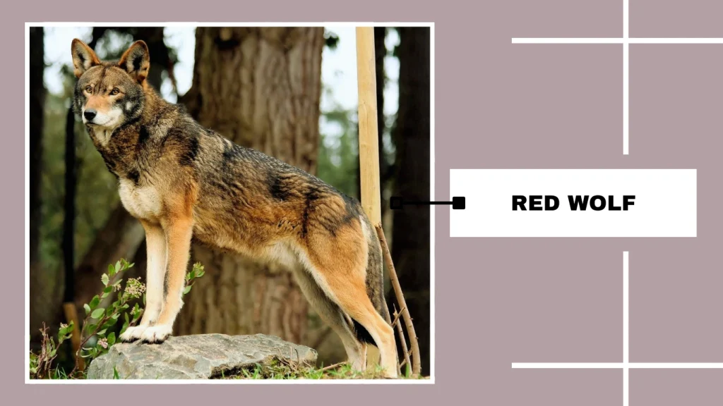 25 Types of Wolves: Species Identification with Pictures