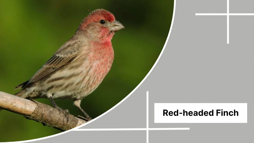 30 Types of Finch: Species Identification with Pictures