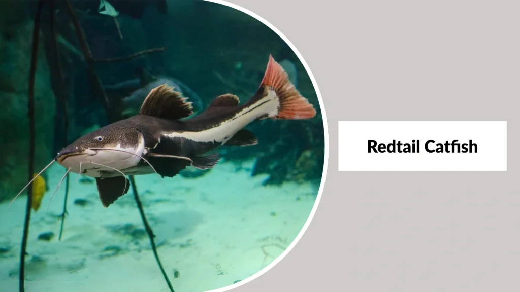 25 type of Catfish: Identification with Pictures