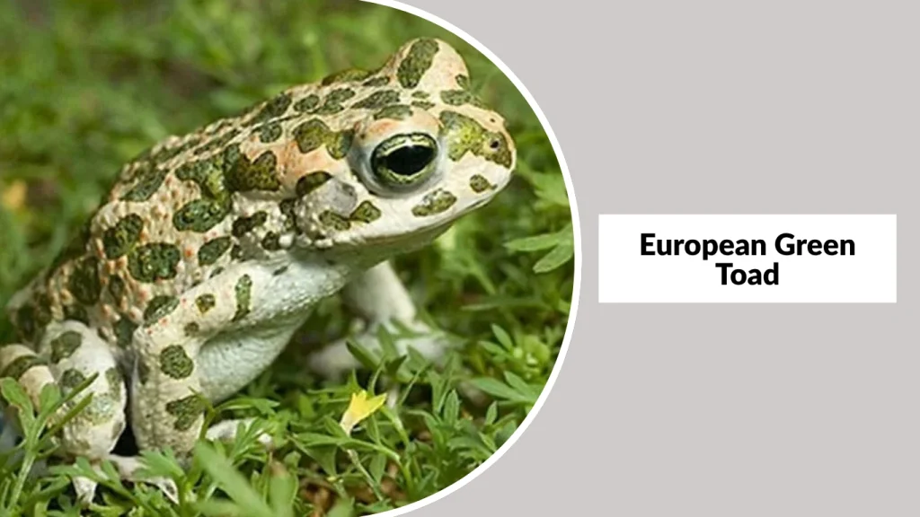 25 Types of Toad: Species Identification with Pictures