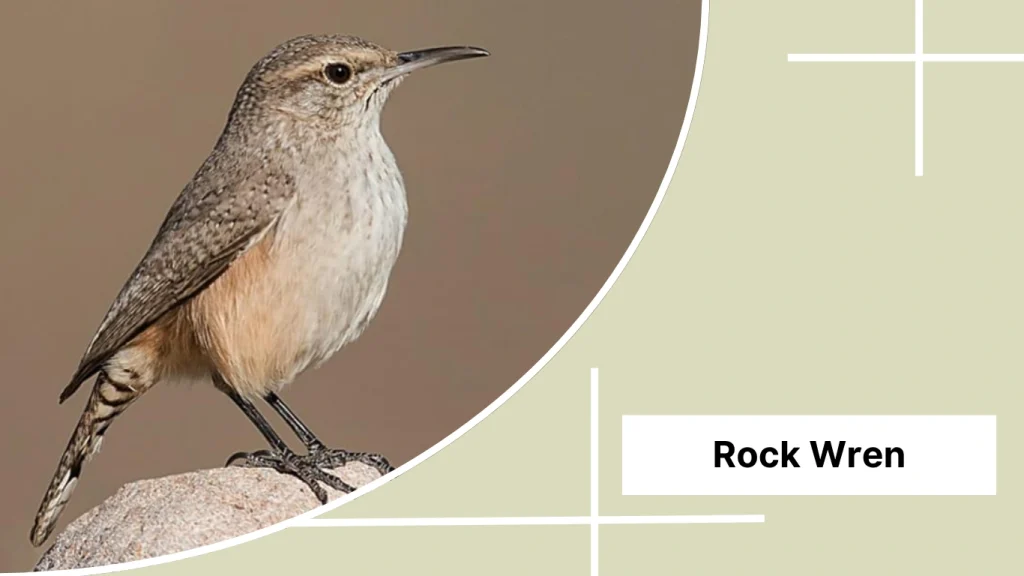 20 Types of Wrens: Identification by Tail, Voice & Habitat