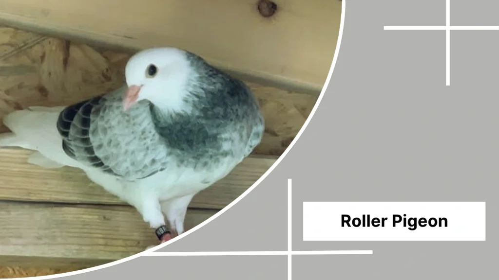 40 Amazing Types of Pigeons: Identification with Pictures