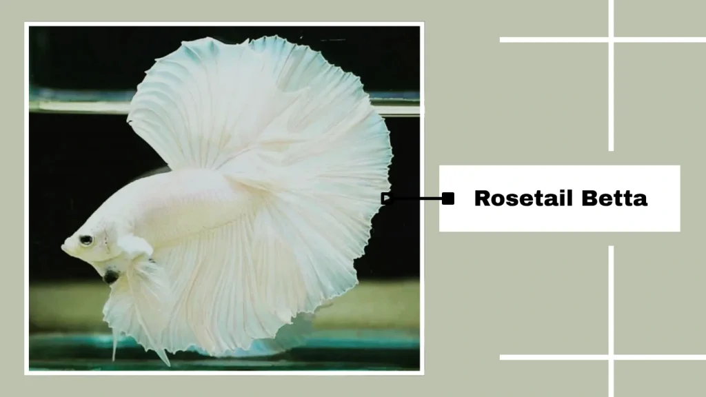 25 types of Betta fish: identification with pictures