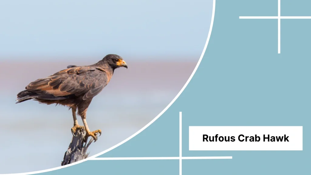 33 Common Hawk Species: Identification, Wingspan & Photos