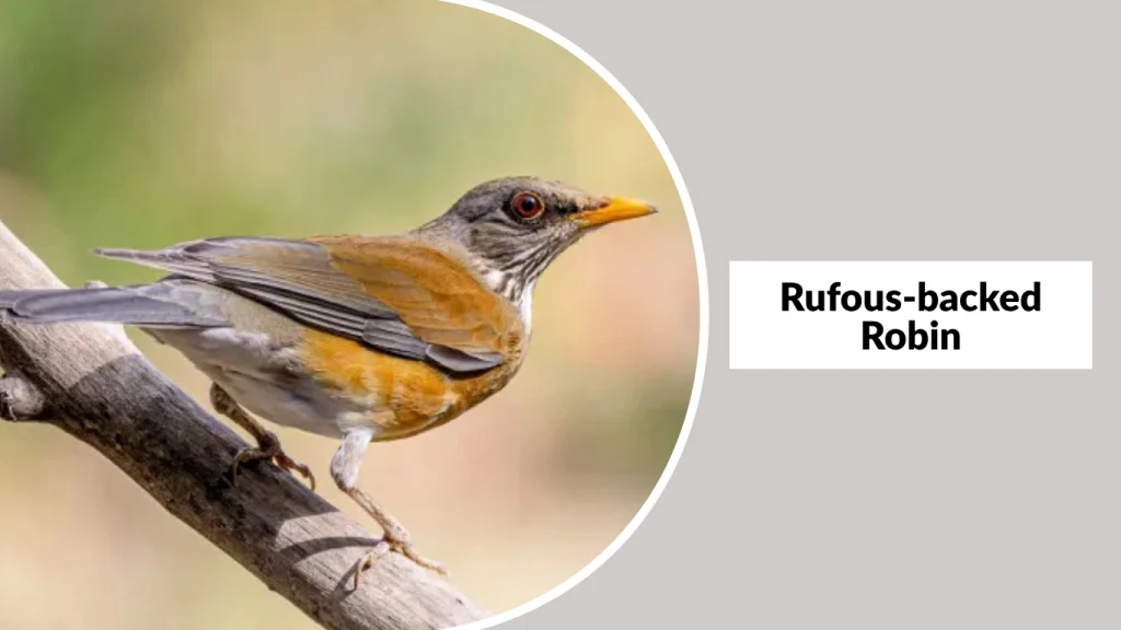 25 Common Thrush Species: Identificaton with Pictures