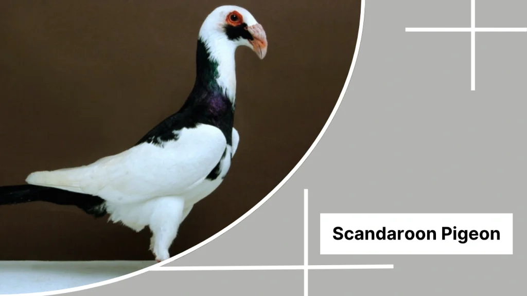 40 Amazing Types of Pigeons: Identification with Pictures