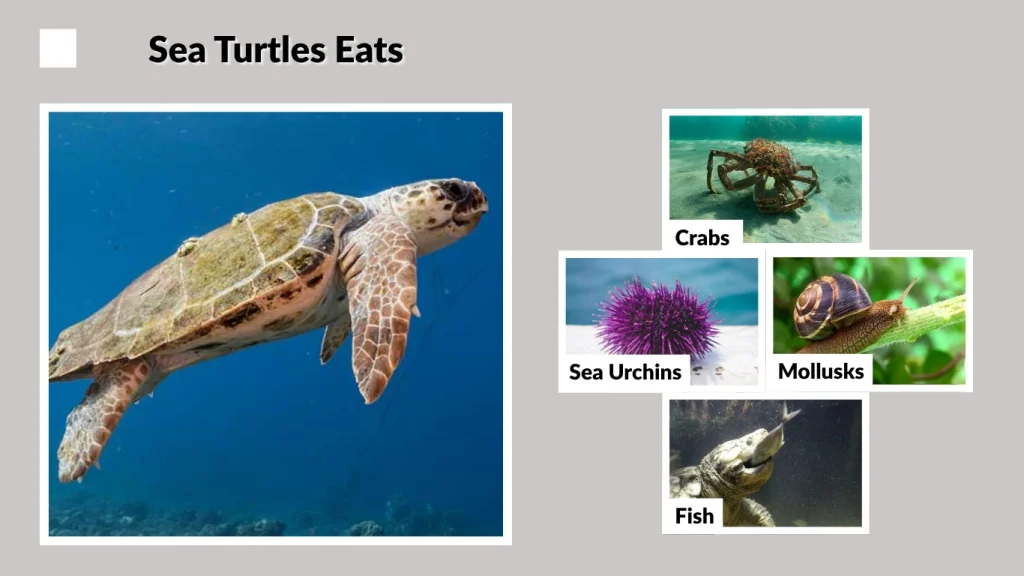 What Do Sea Turtles Eat? 8 Foods They Commonly Eat