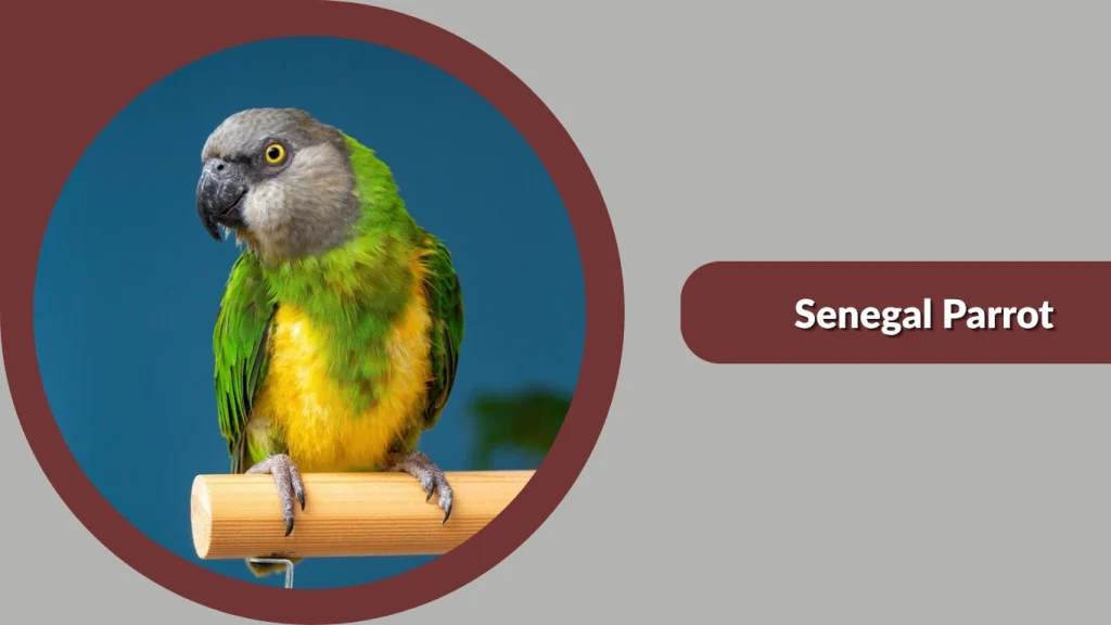 45 Colorful Parrot Species: Identification, Region & Images