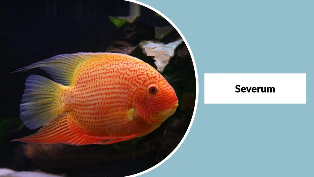 25 Types of cichlid fish: Identificaton with Pictures