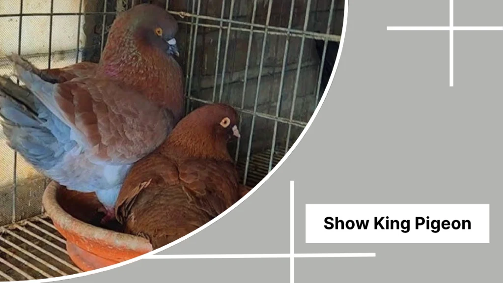 40 Amazing Types of Pigeons: Identification with Pictures