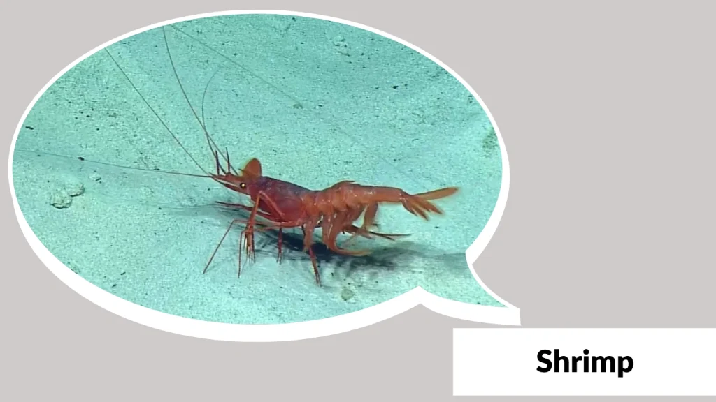 25 types of Water (Aquatic) animals: Identification with Pictures