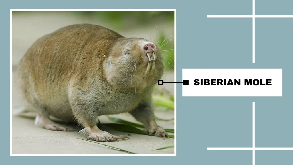 15 Types of Moles: Identification With Pictures