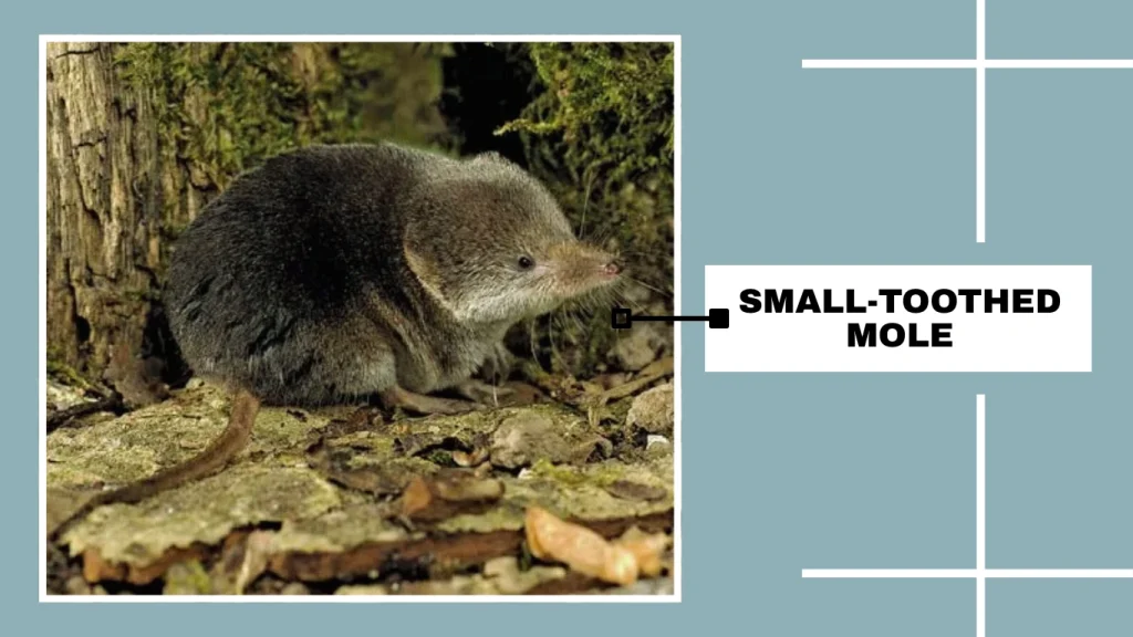 15 Types of Moles: Identification With Pictures