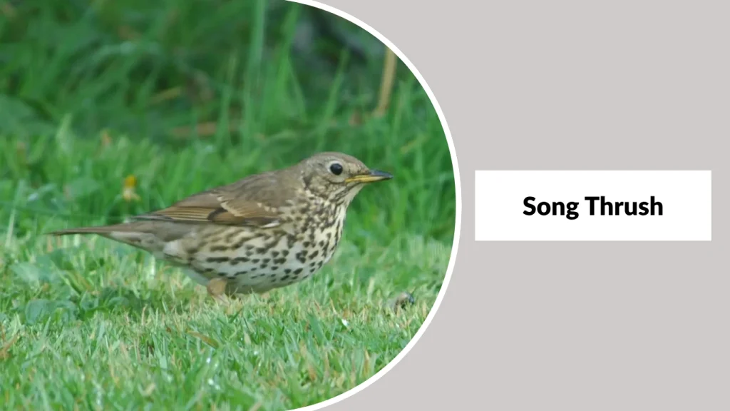 25 Common Thrush Species: Identificaton with Pictures