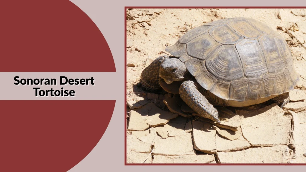 33 Common Types of Tortoises: Identification With Pictures