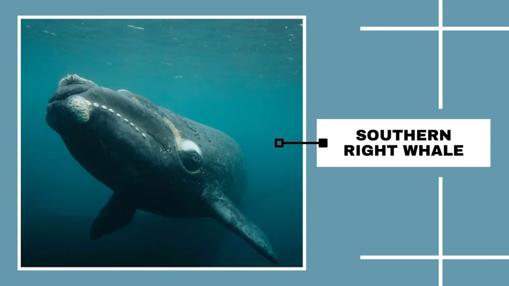 15 Types of Whales: Identification With Pictures
