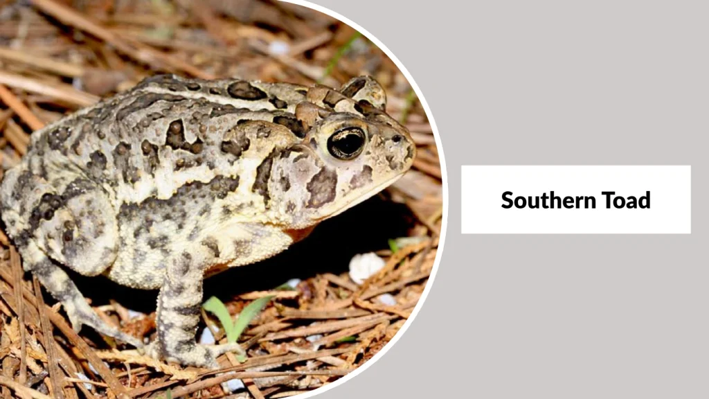 25 Types of Toad: Species Identification with Pictures