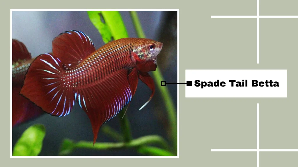 25 types of Betta fish: identification with pictures