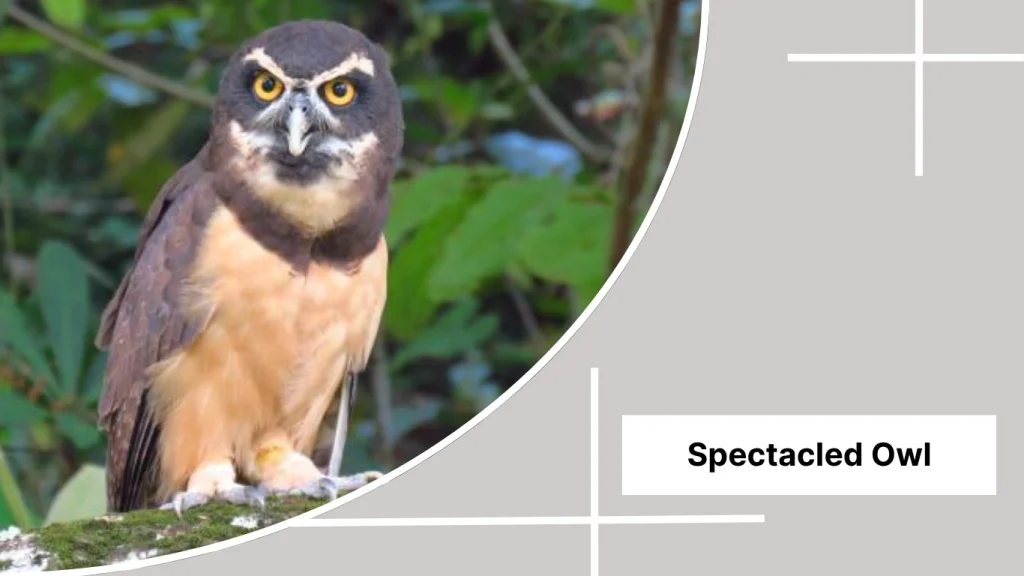 40 Types of Owl : Species Identification With Pictures