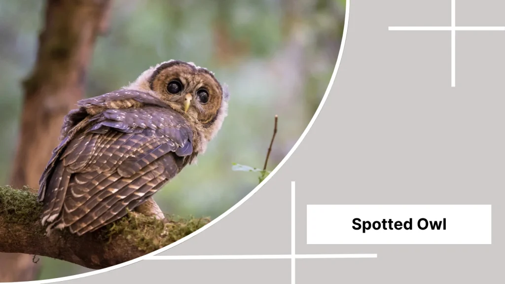 40 Types of Owl : Species Identification With Pictures