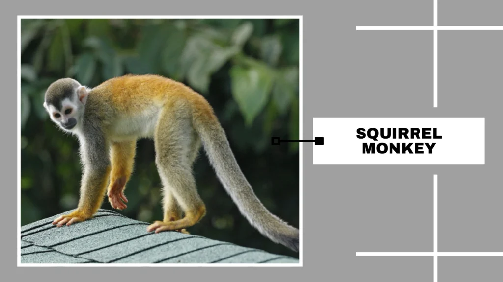 25 Common Types of Monkeys: Identification With Pictures