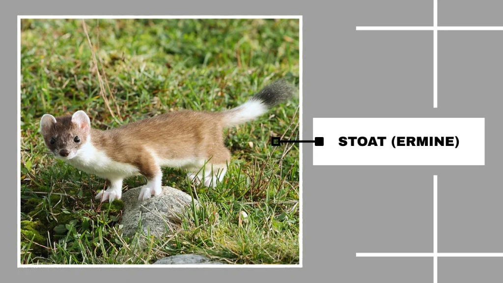 17 Types of Weasels: Species Identification with Pictures