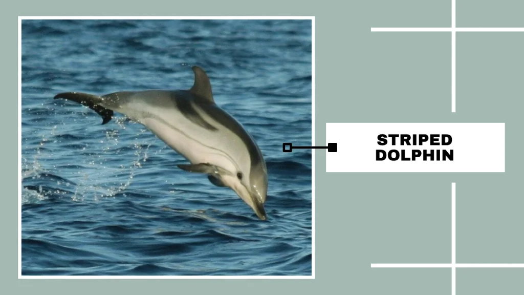 15 Types of Dolphins: Identification With Pictures