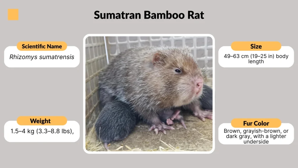 10 Types of Big Rats in the World: Identify by Size