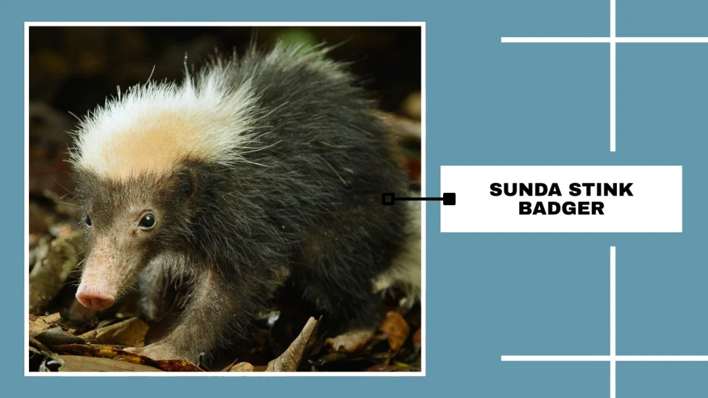 13 Types of Skunks: Species Identification with Pictures