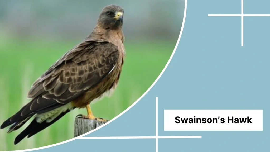 33 Common Hawk Species: Identification, Wingspan & Photos