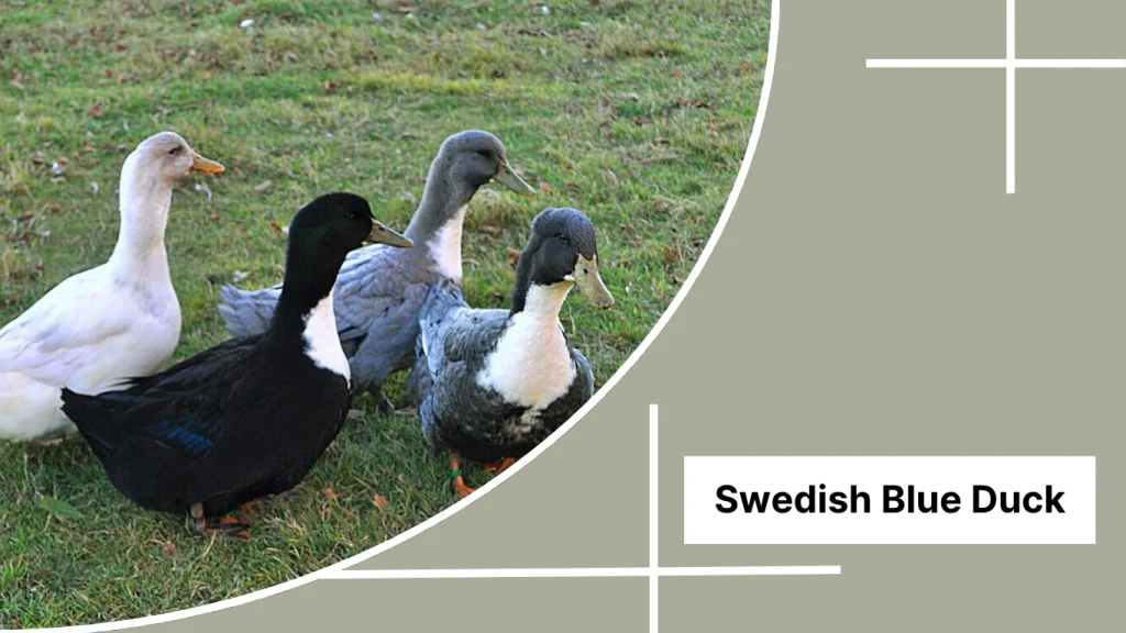 33 Popular Duck Breeds: Identification, Behavior & Pictures