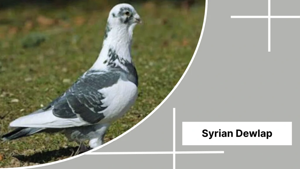 40 Amazing Types of Pigeons: Identification with Pictures