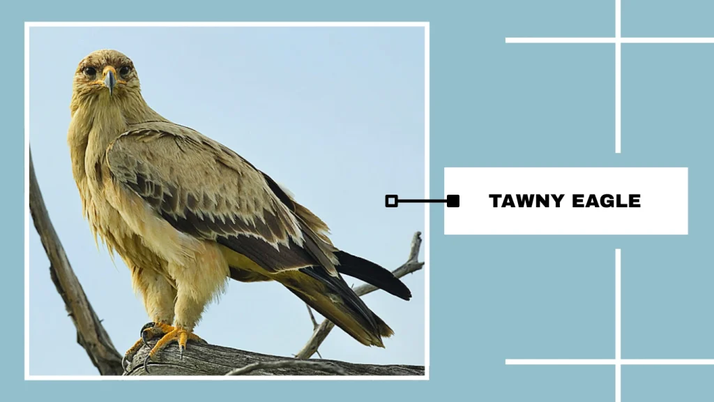25 Types of Eagle : Species Identification with Pictures